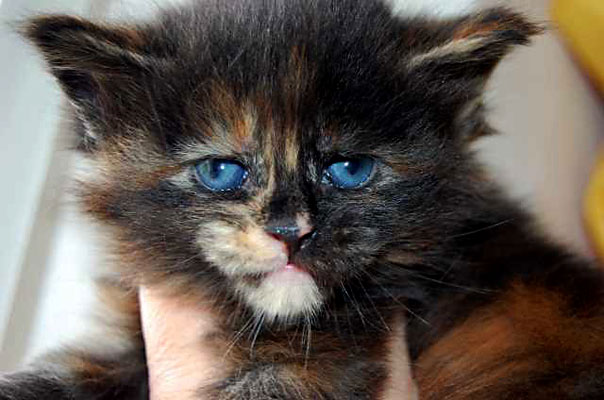 ***Luciernagas Maine Coon***