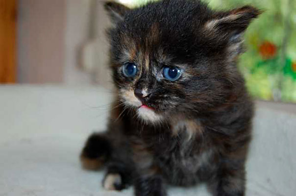 ***Luciernagas Maine Coon***