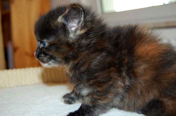 ***Luciernagas Maine Coon***