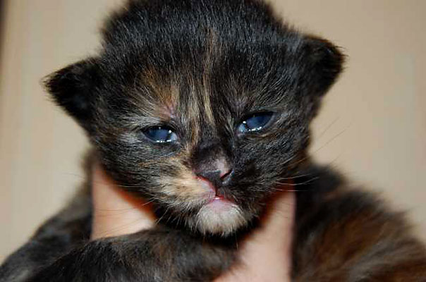 ***Luciernagas Maine Coon***